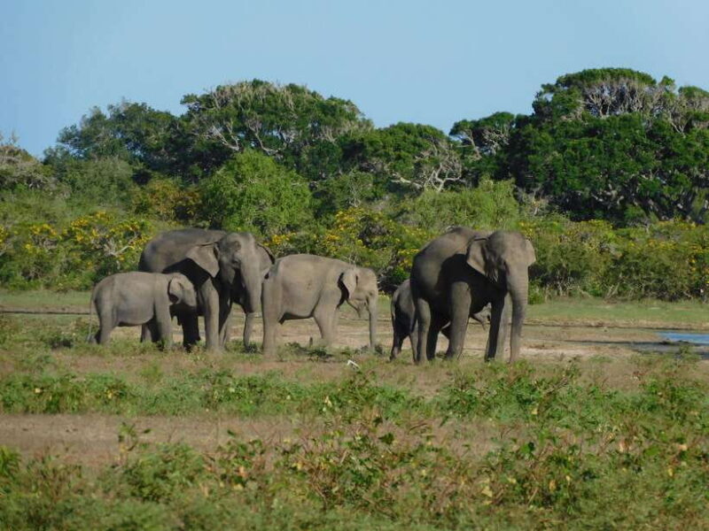 Udawalawe Safari Tour from Tissamaharama/Yala/Hambantota - Final Thoughts: Is This Safari for You?