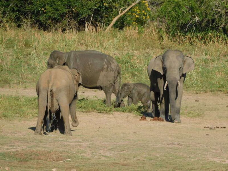 Udawalawe Safari Tour from Tissamaharama/Yala/Hambantota - FAQ
