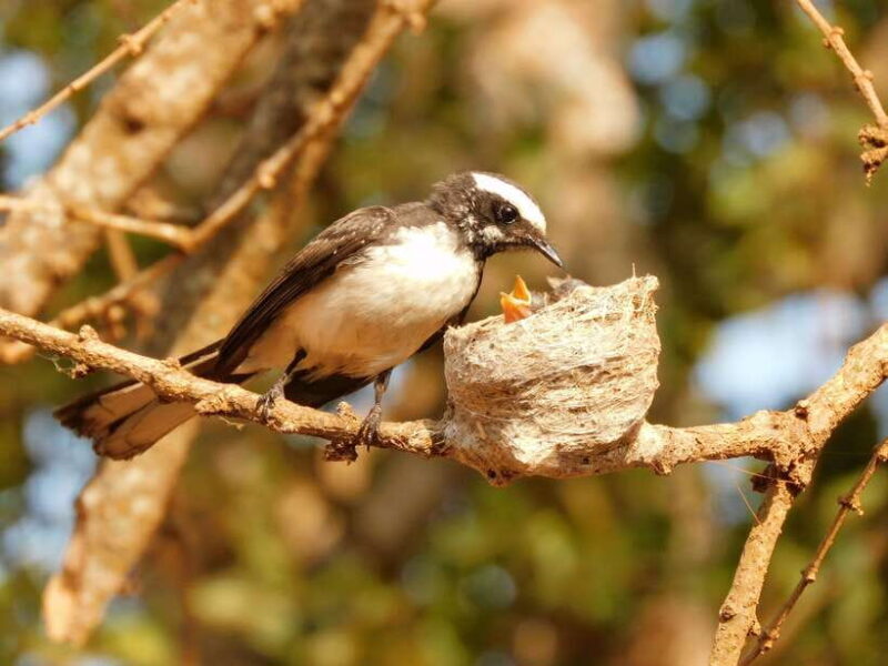 Udawalawe Safari Tour from Tissamaharama/Yala/Hambantota - Final Words