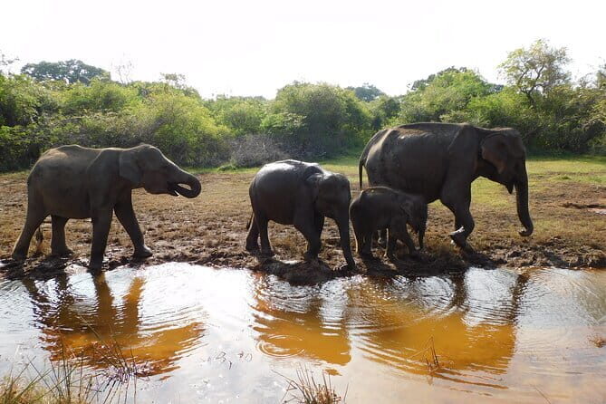 Udawalawe Safari Tour With Baby Elephants From Hambantota Port - The Authentic Joy of a Sri Lankan Safari