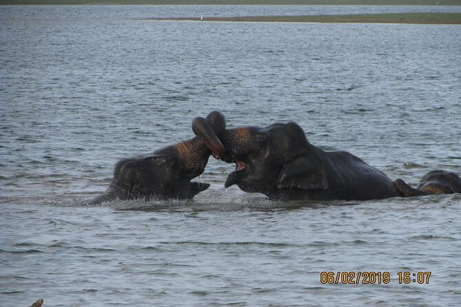 Udawalawe Safari Tour With Baby Elephants From Hambantota Port - Transportation & Group Size