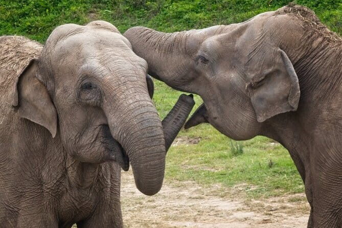 Udawalawe Safari Tour With Baby Elephants From Hambantota Port - Pricing and Value