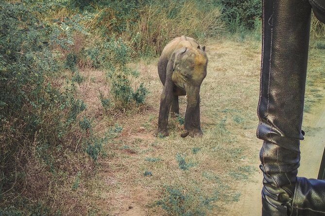 Udawalawe Safari & Waulpane Caving day tour from Colombo - Who Will Love This Tour?