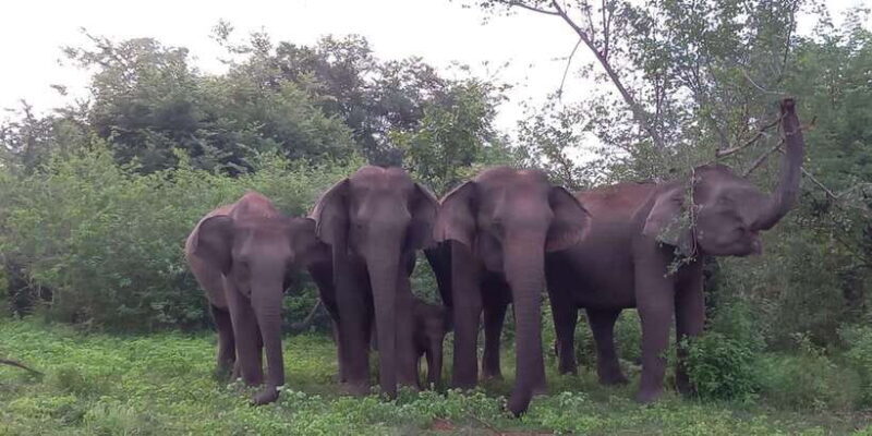 Udawalawe : Udawalawa National Park Half day Safari Tour - Key Points