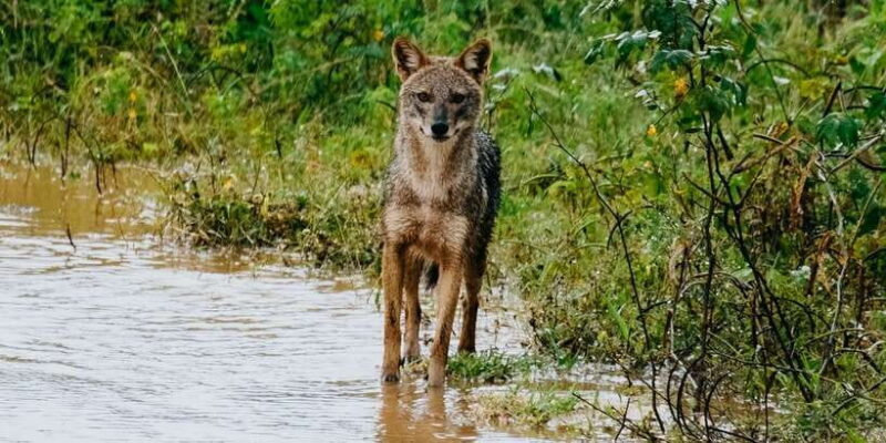 Udawalawe : Udawalawa National Park Half day Safari Tour - Authentic Encounters and Practicalities