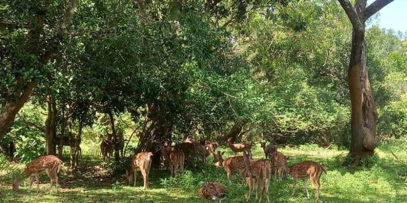 Udawalawe Wild Safari Tours | 10 Hours Safari - A Practical Guide to the Udawalawe Safari Experience