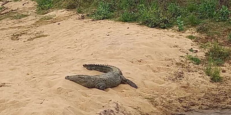 Udawalawe Wild Safari Tours | 10 Hours Safari - Who Will Enjoy This Safari?