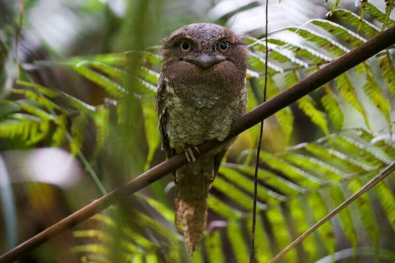 Udawalawe:Sinharaja Day Tour Drop Off Mirissa/Galle/Tangalle - In-Depth Look at the Tour Experience