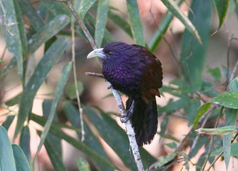 Udawalawe:Sinharaja Day Tour Drop Off Mirissa/Galle/Tangalle - Frequently Asked Questions