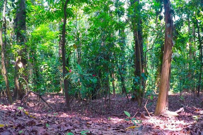 Udawatte Kele Santuary with Nature Walk from Kandy - An Early Start to Maximize Nature