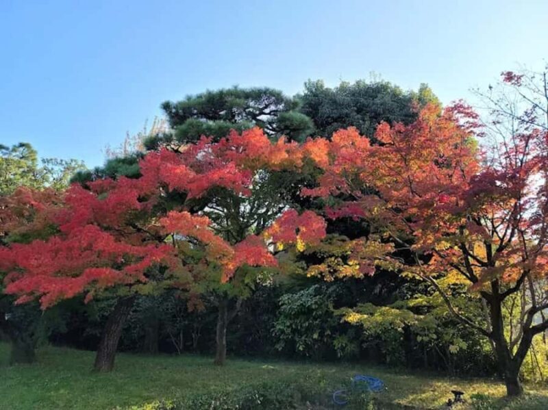 Uji Eternal: Temples, Tea, & the Flow of Japanese Tradition - Exploring Uji: Temples, Tea, and Scenic Tranquility