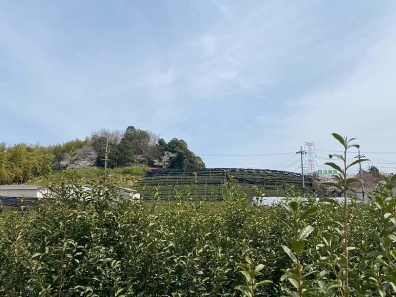 Uji: Tea Ceremony, Calligraphy, and Tea Field Walking Tour - Authenticity and Value: What Travelers Say