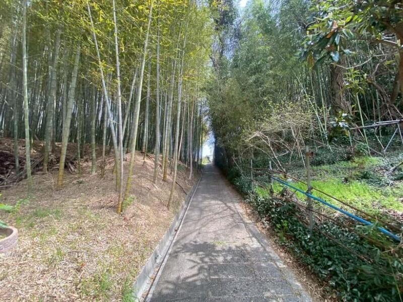 Uji: Tea Ceremony, Calligraphy, and Tea Field Walking Tour - Who Should Consider This Tour?