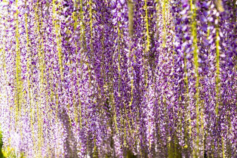 Uji's Romance: Byodo-in, Tea and the Legacy of Genji's Tales - Who It’s Best For