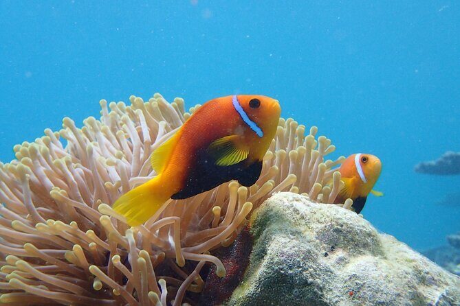 Ukulhas Tour A - 3 Points Snorkeling Tour - What the Tour Includes and Why It Matters