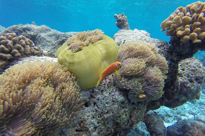 Ukulhas Tour A - 3 Points Snorkeling Tour - Who Will Love This Tour?