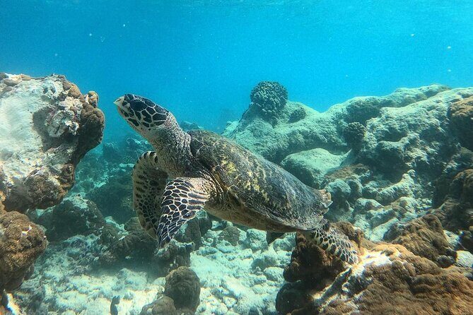 Ukulhas Tour A - 3 Points Snorkeling Tour - FAQ