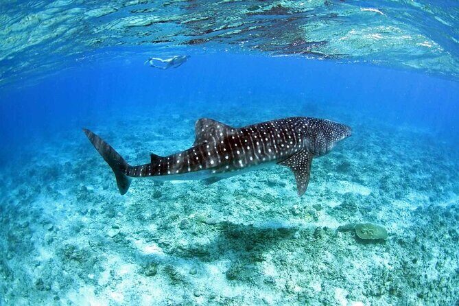 Ukulhas Tour D - Whale Shark Snorkeling & Coral Garden Tour - Introduction