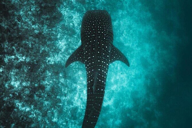 Ukulhas Tour D - Whale Shark Snorkeling & Coral Garden Tour - Practical Tips for Travelers