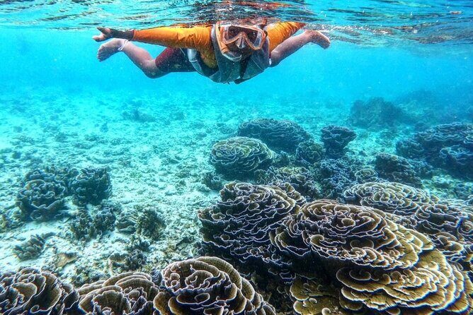 Ukulhas Tour D - Whale Shark Snorkeling & Coral Garden Tour - Who Is This Tour Best For?