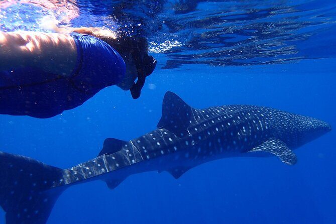 Ukulhas Tour D - Whale Shark Snorkeling & Coral Garden Tour - The Sum Up