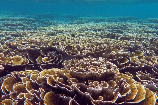 Ukulhas Tour D - Whale Shark Snorkeling & Coral Garden Tour - FAQ