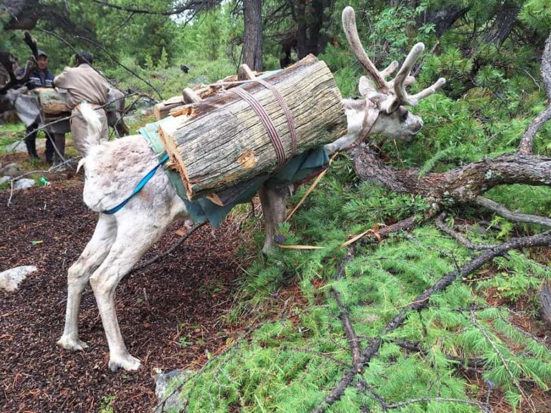 Ulaanbaatar: 9-Day Northern Mongolia Reindeer Adventure - Relaxation and Reflection at Khuvsgul Lake