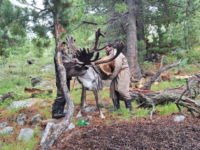 Ulaanbaatar: 9-Day Northern Mongolia Reindeer Adventure - Who Should Consider This Tour?