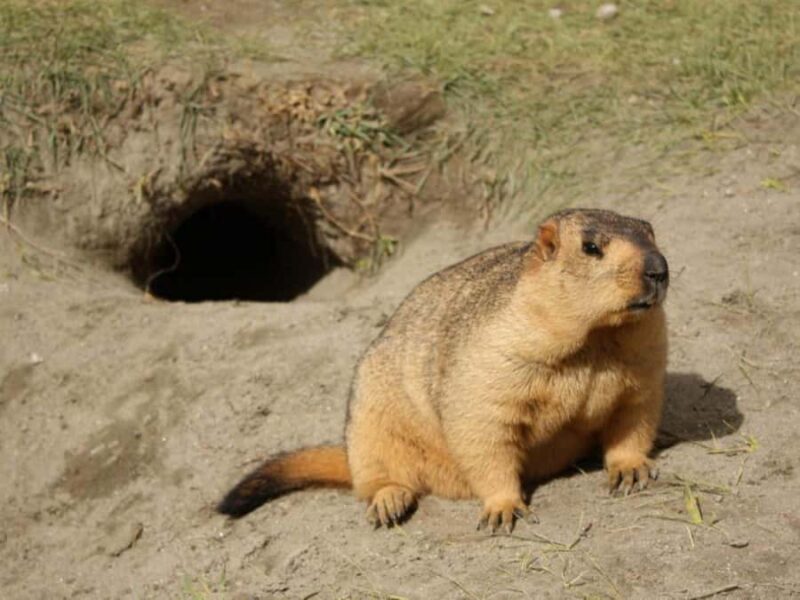 Ulaanbaatar: Hustai National Park Tour with Lunch - Exploring Hustai National Park: An Authentic Mongolian Experience