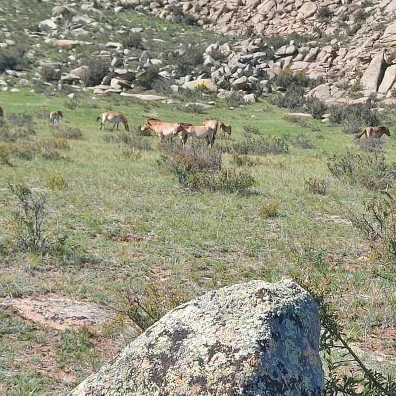 Ulaanbaatar: Khustai NP, Semi Gobi & Kharkhorin Tour - Day 3: Return to Ulaanbaatar