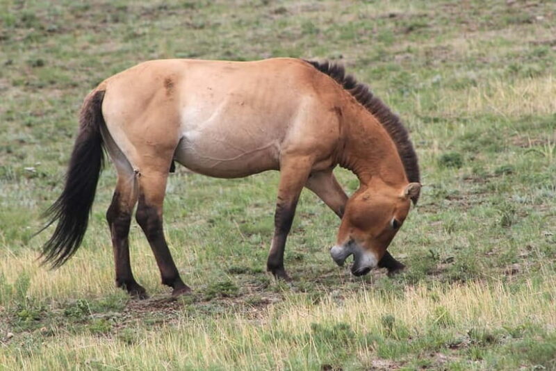 Ulaanbaatar: Mongol Nomadic Show & Wild Horse Watching Day - FAQ