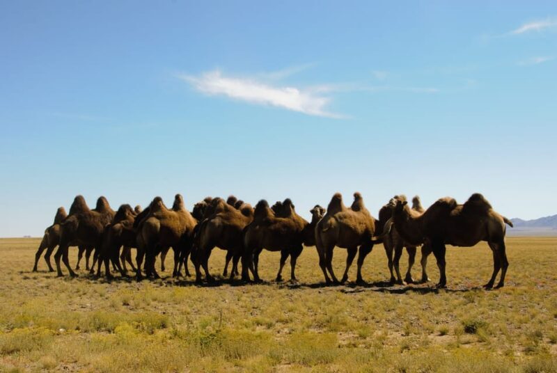 Ulaanbaatar: Semi-Gobi Desert Day Trip & Camel Ride - Practical Tips for Travelers