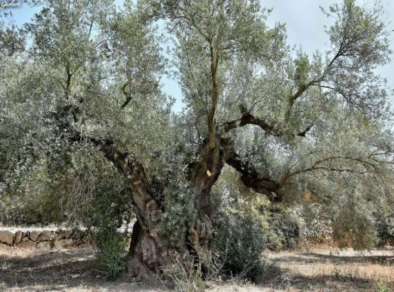 Ulldecona: Cultural Ulldecona Tour - Discovering Ulldecona: A Cultural Tour Worth Your Time