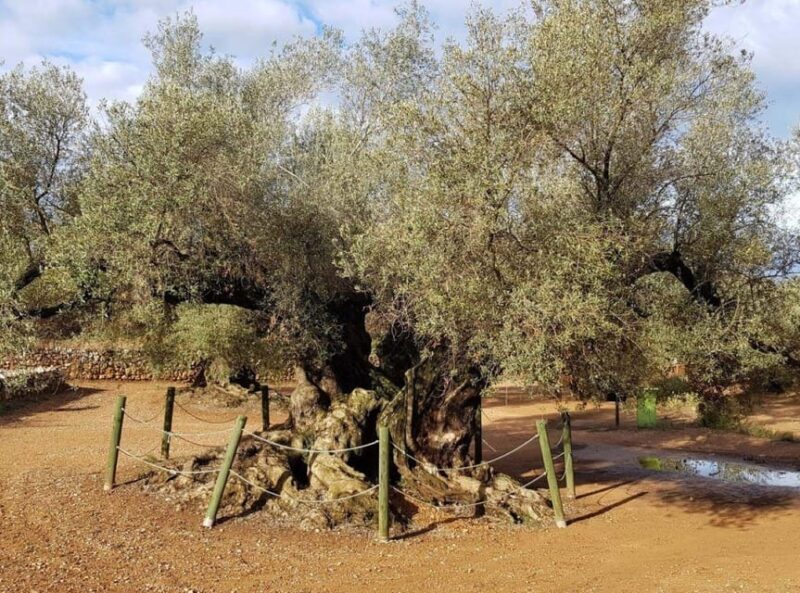 Ulldecona: Guided Tour of the Millenary Olive Trees of Arión - Key Points