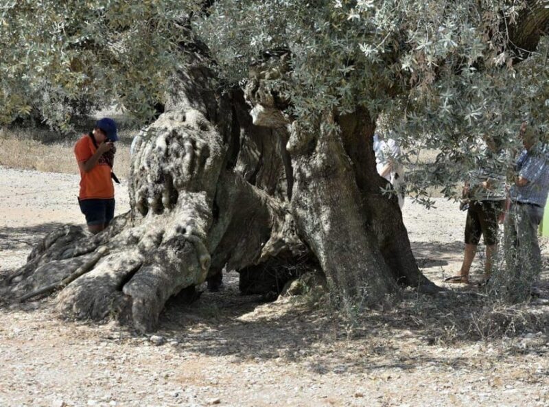 Ulldecona: Guided Tour of the Millenary Olive Trees of Arión - Practical Considerations
