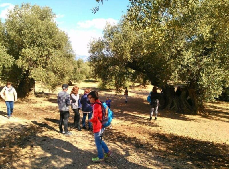 Ulldecona: Guided Tour of the Millenary Olive Trees of Arión - Who Should Consider This Tour?