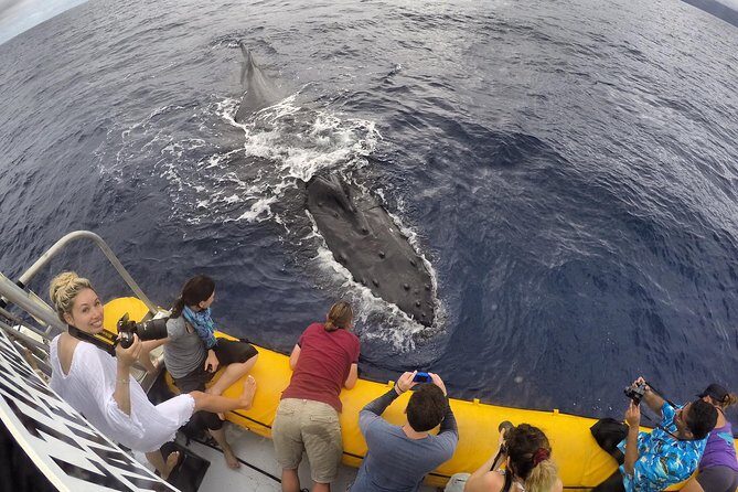 Ultimate 2 Hour Exclusive VIP Whale Watch Tour - The Experience in Detail