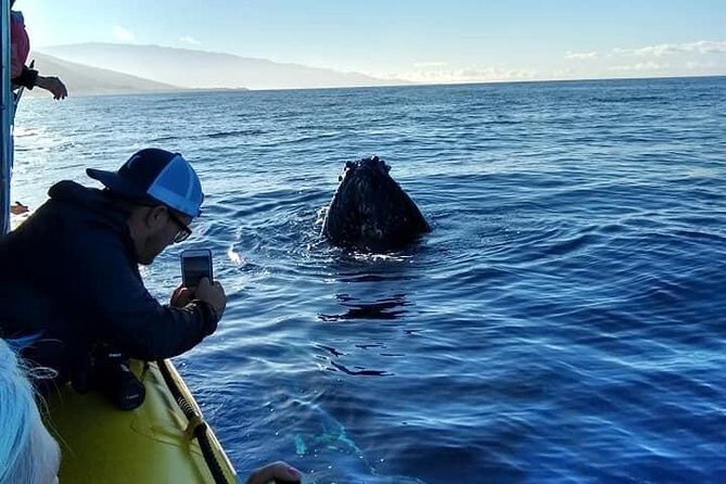 Ultimate 2 Hour Exclusive VIP Whale Watch Tour - Who Will Love This Tour?