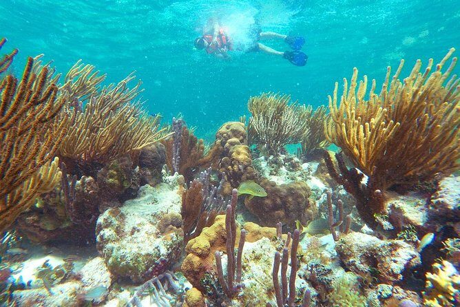 Ultimate 5x1 Combo with ATV, Ziplines, Cenote & Reef Snorkeling - An Introduction to the Experience