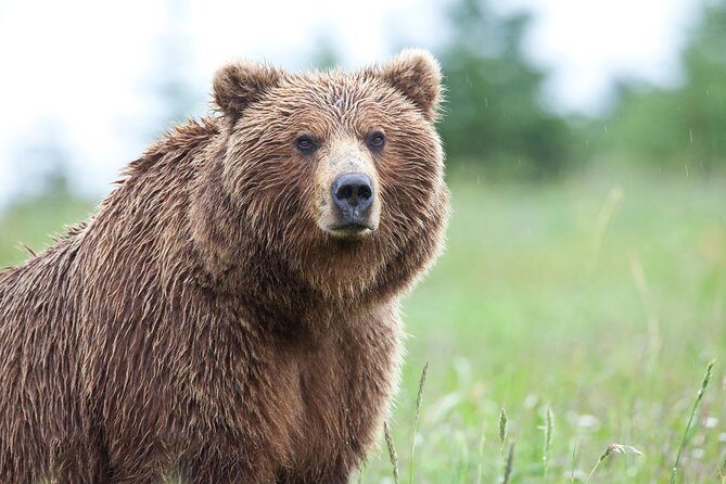 Ultimate Alaskan Adventure: Ocean Wildlife to Interior Wilderness 9 Day/8 Nights - What to Expect from the Ultimate Alaskan Adventure