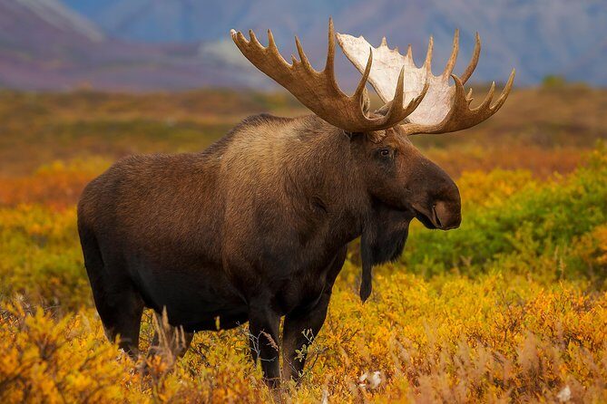 Ultimate Alaskan Adventure: Ocean Wildlife to Interior Wilderness 9 Day/8 Nights - Final Thoughts