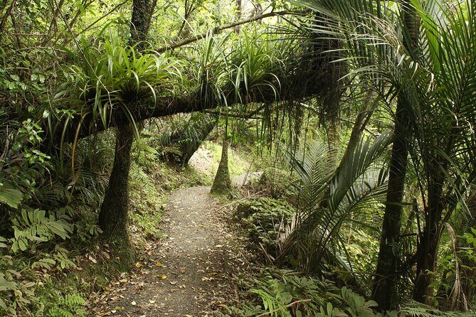 Ultimate Auckland Experience Full Day Tour with Brewery Lunch - A Complete Look at the Auckland Highlights