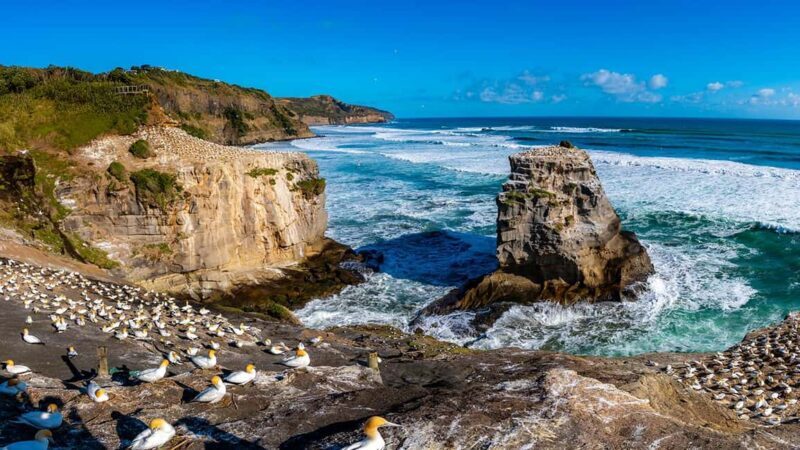 Ultimate Auckland Experience Full Day Tour with Lunch - Discovering Auckland’s City Highlights