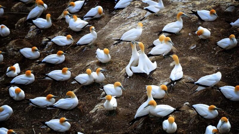 Ultimate Auckland Experience Full Day Tour with Lunch - Transitioning from City to Coast and Countryside
