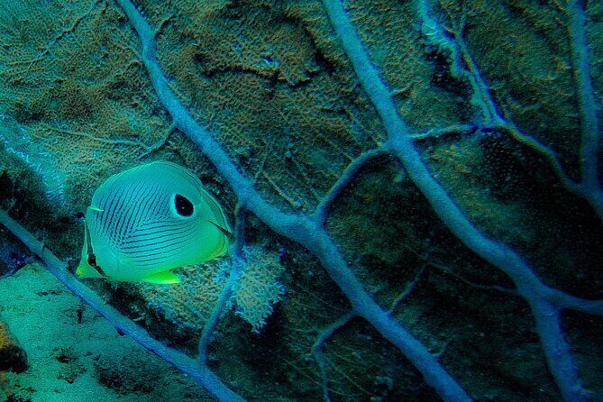 Ultimate Beginner Snorkeling Tour - Key Points