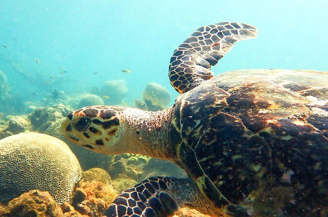 Ultimate Beginner Snorkeling Tour - Final Thoughts: Who Will Love This Tour?