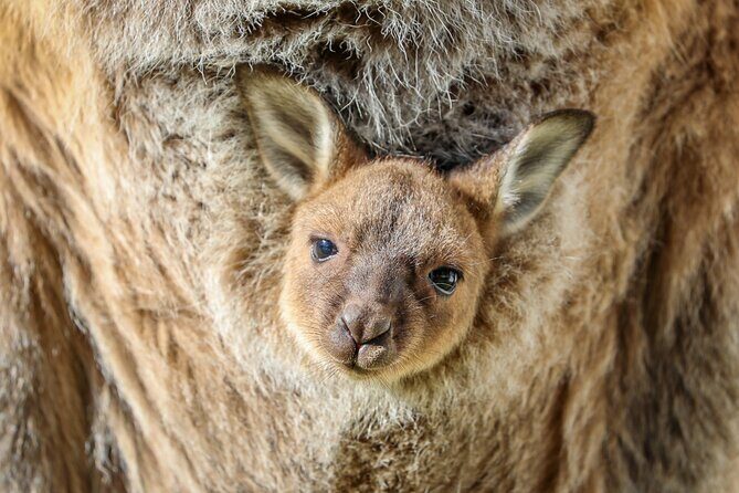 Ultimate Blue Mountains, Scenic World, Zoo & Lincoln's Rock Tour - FAQ