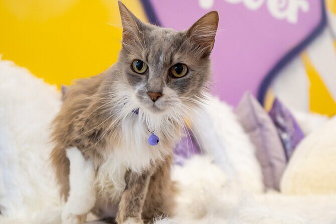 Ultimate cat experience at Austin's only cat cafe - What the Tour Offers: A Closer Look