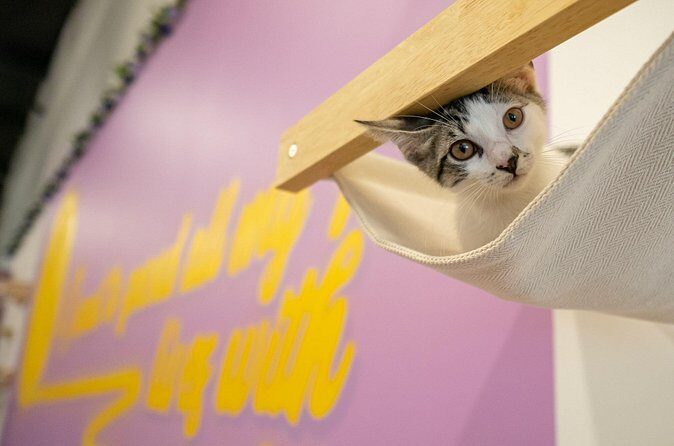 Ultimate cat experience at Austin's only cat cafe - The Sum Up