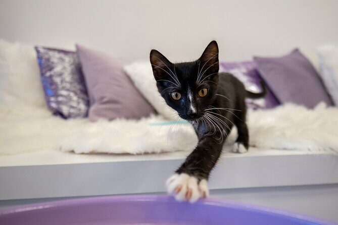 Ultimate cat experience at Austin's only cat cafe - FAQs